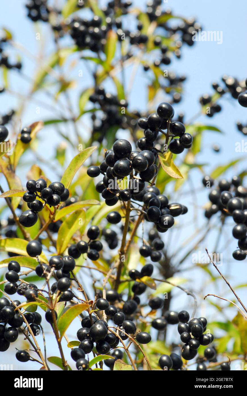 Gemeiner liguster -Fotos und -Bildmaterial in hoher Auflösung – Alamy
