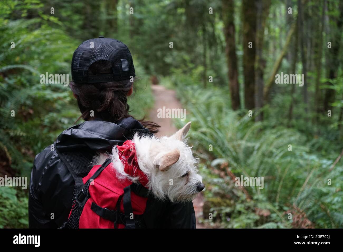 Hund im rucksack -Fotos und -Bildmaterial in hoher Auflösung – Alamy