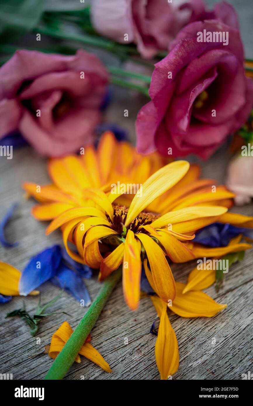 Welkende blumen -Fotos und -Bildmaterial in hoher Auflösung – Alamy