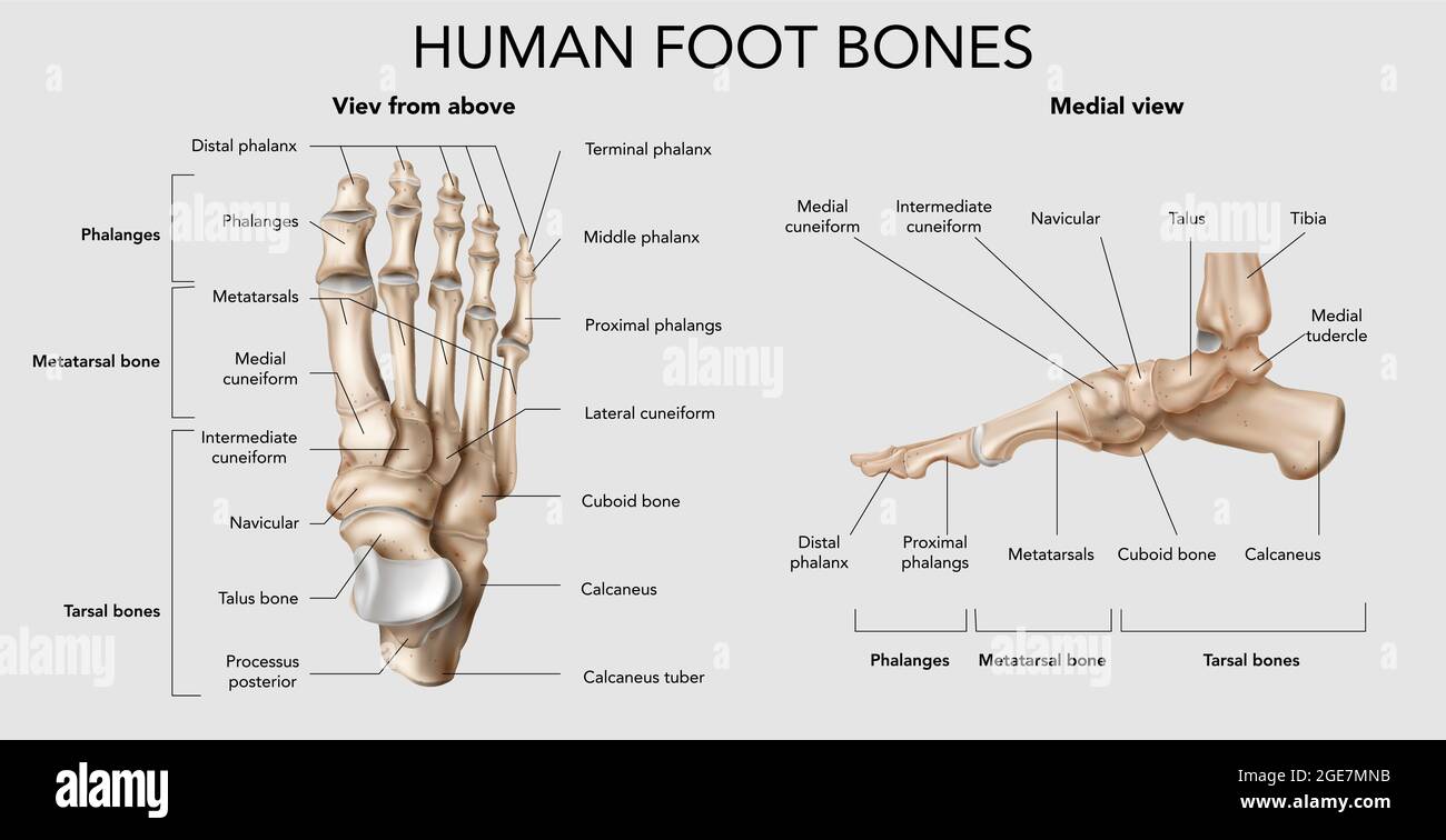 Realistische Fußknochen Anatomie Infografik Komposition mit Ober- und ...