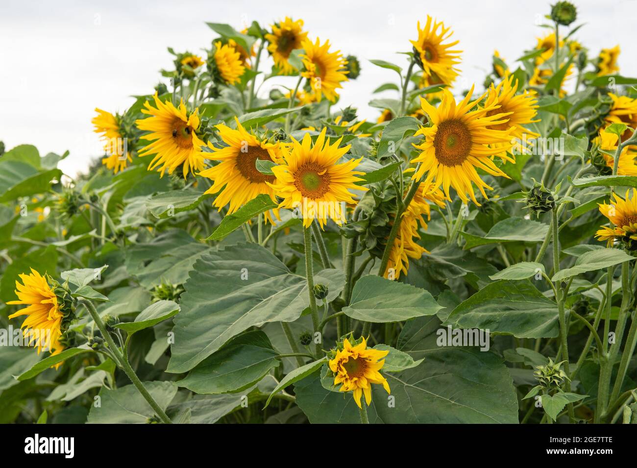 Sonnenblumen sommer -Fotos und -Bildmaterial in hoher Auflösung – Alamy