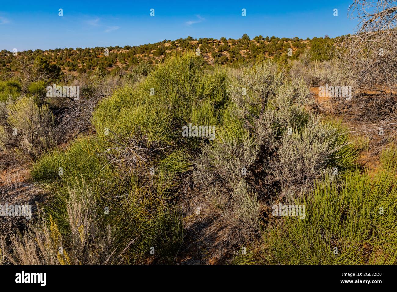 Mormone tee -Fotos und -Bildmaterial in hoher Auflösung – Alamy