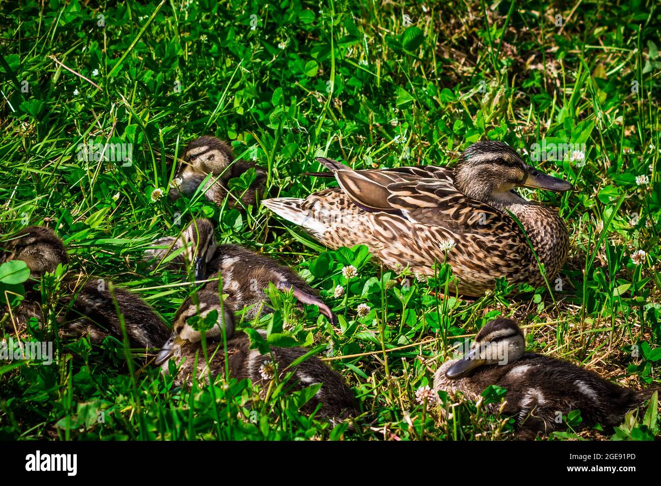 Nestling enten -Fotos und -Bildmaterial in hoher Auflösung – Alamy