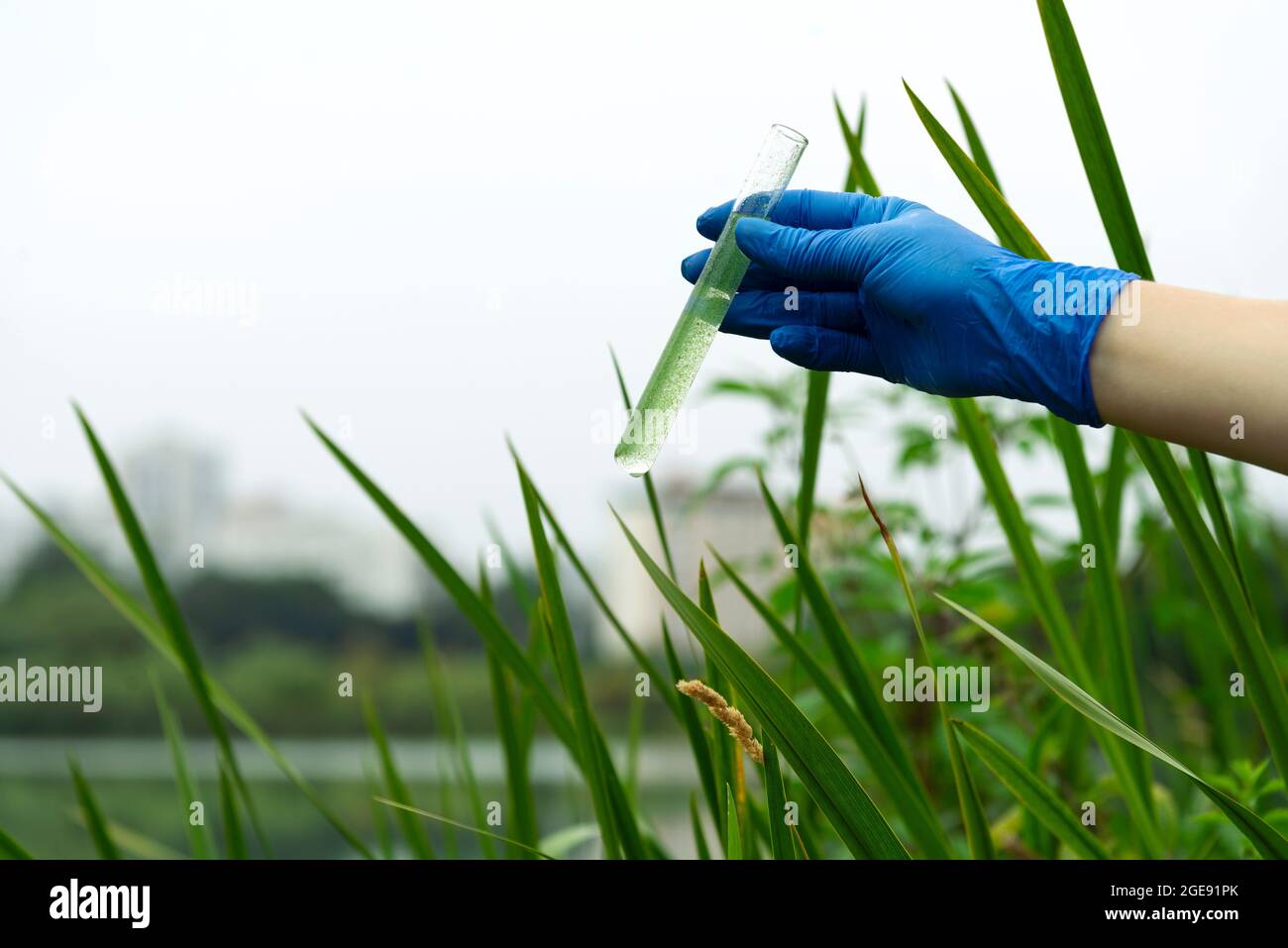 Eine mit Handschuhen befasste Hand sammelt Wasser in ein Reagenzglas ...