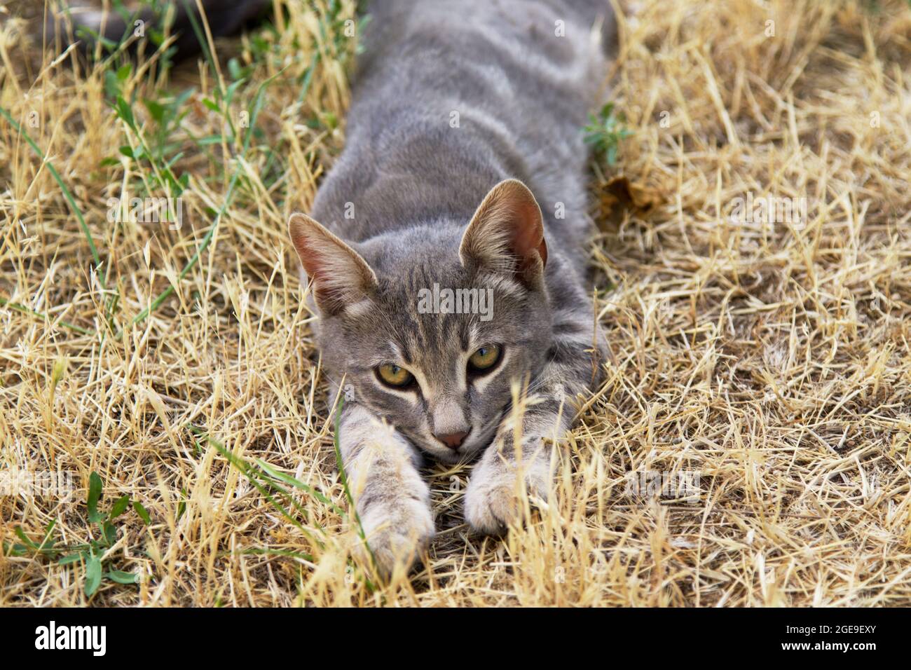 Baby cat -Fotos und -Bildmaterial in hoher Auflösung – Alamy