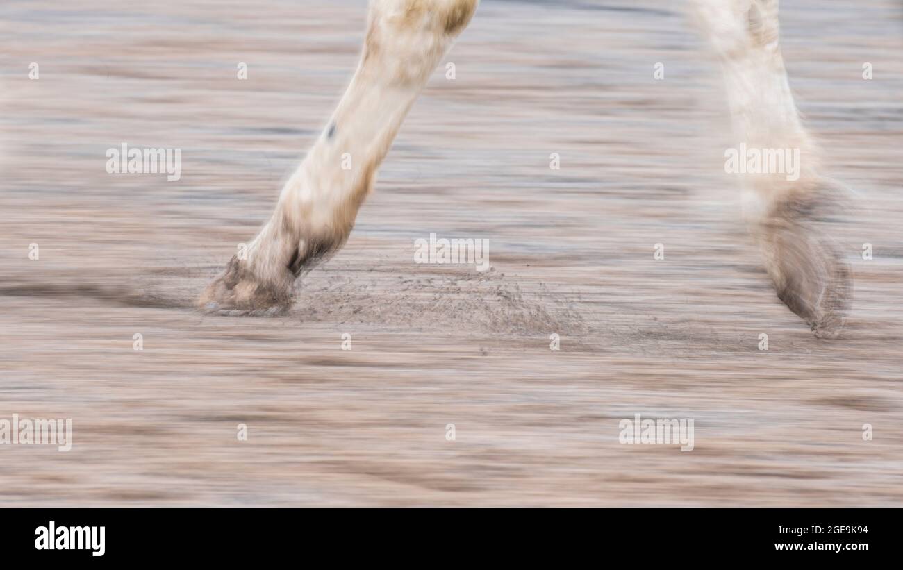 Pferde beine -Fotos und -Bildmaterial in hoher Auflösung – Alamy
