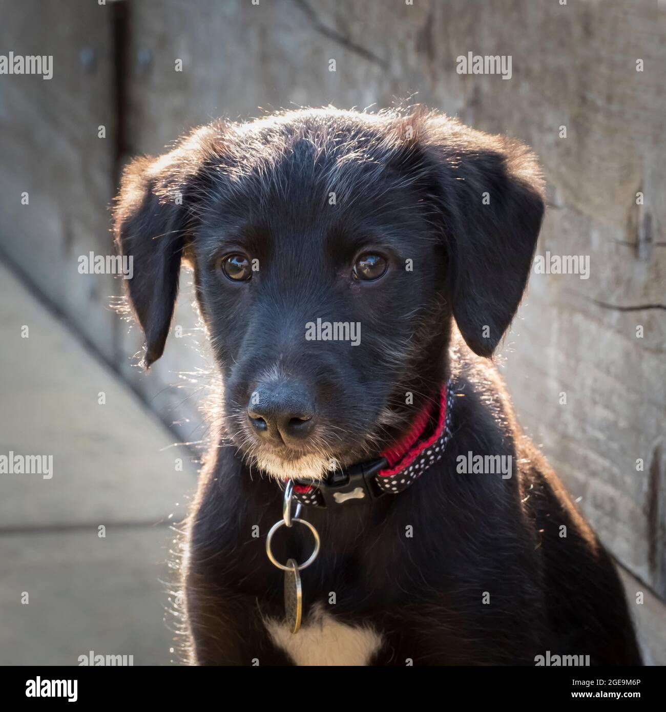 Schwarzer lurcher -Fotos und -Bildmaterial in hoher Auflösung – Alamy