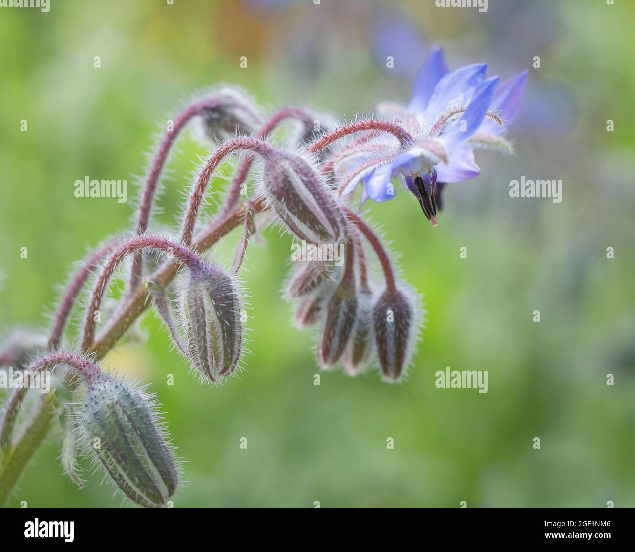Blume mit knospen -Fotos und -Bildmaterial in hoher Auflösung – Alamy