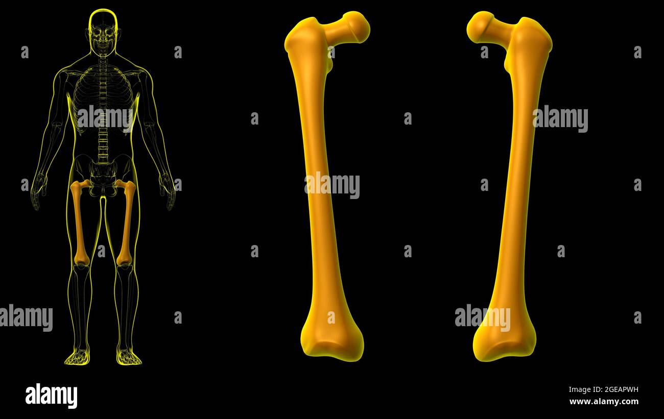 Menschliche Skelett Anatomie Femur Knochen 3D Rendering für ...