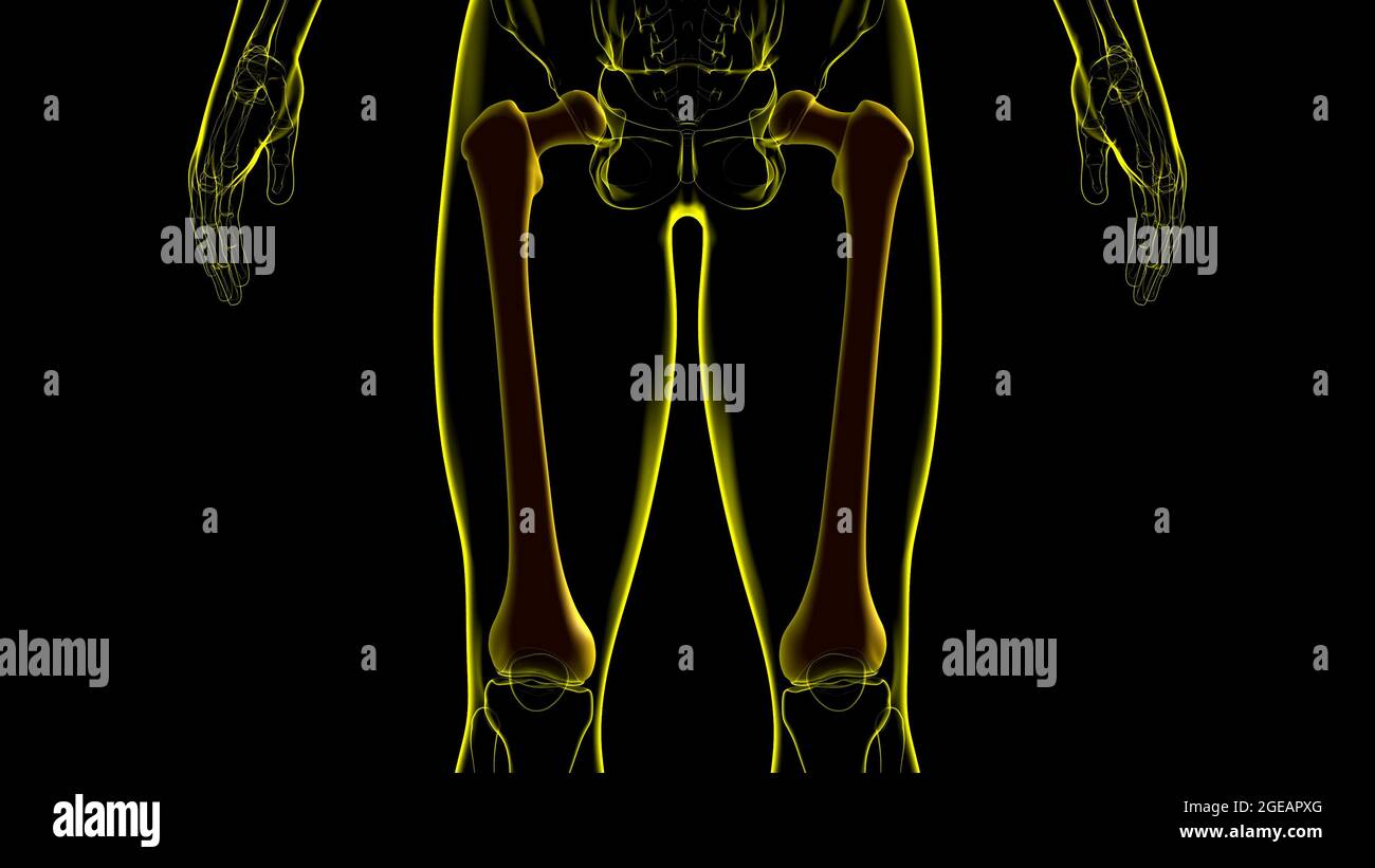 Menschliche Skelett Anatomie Femur Knochen 3D Rendering für ...