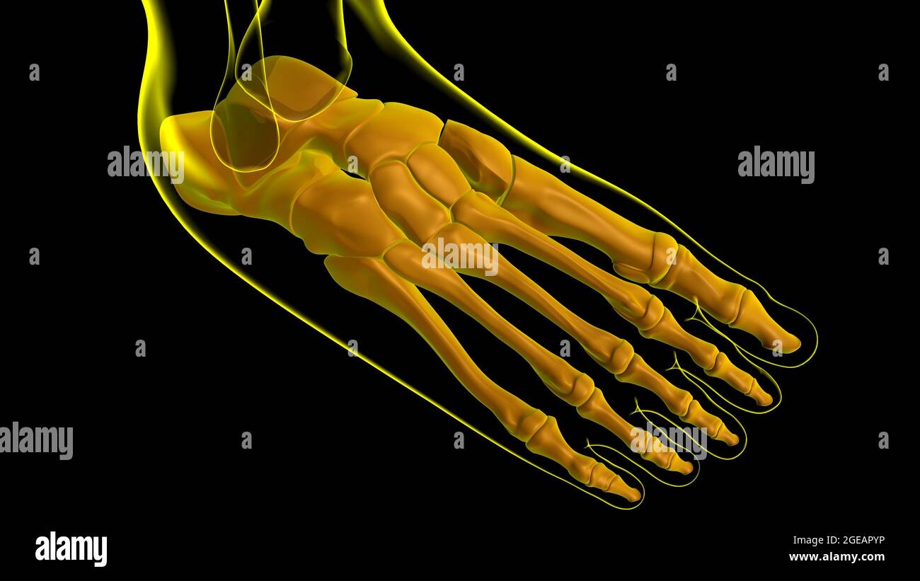 Menschliche Skelett Fußknochen Anatomie für medizinisches Konzept 3D ...
