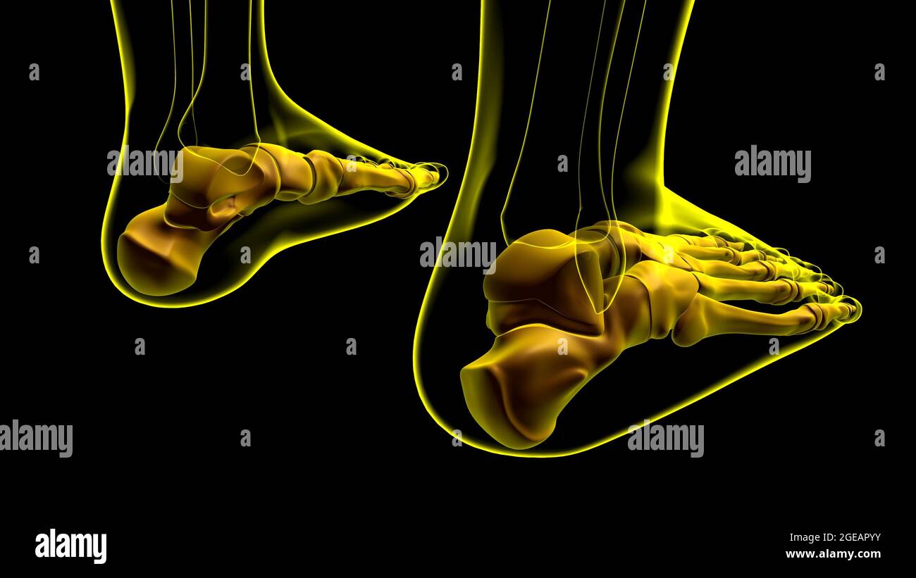 Menschliche Skelett Fußknochen Anatomie für medizinisches Konzept 3D ...
