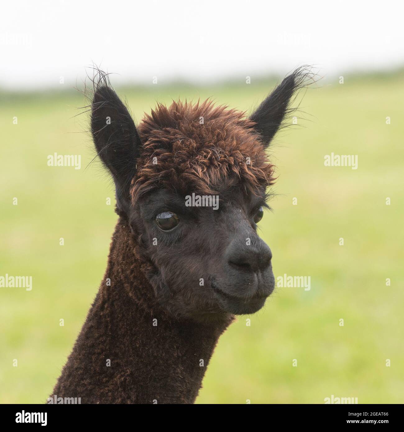 Kopf erwachsener -Fotos und -Bildmaterial in hoher Auflösung – Alamy