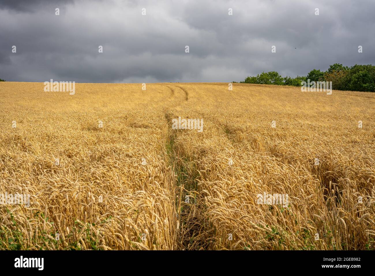 Wolken und weizenfelder -Fotos und -Bildmaterial in hoher Auflösung – Alamy