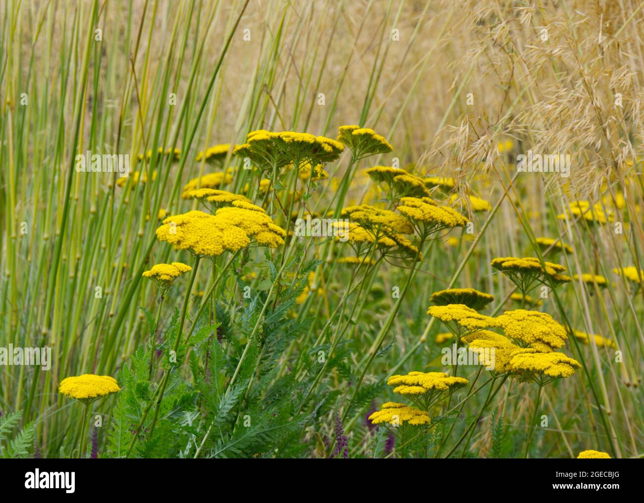 Gelbe schafgarbe blumen -Fotos und -Bildmaterial in hoher Auflösung – Alamy