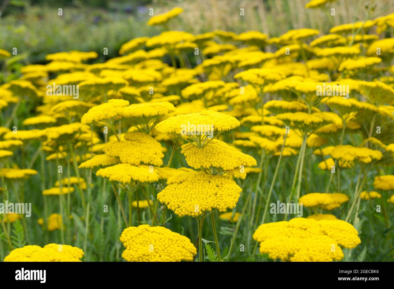Gelbe schafgarbe -Fotos und -Bildmaterial in hoher Auflösung – Alamy