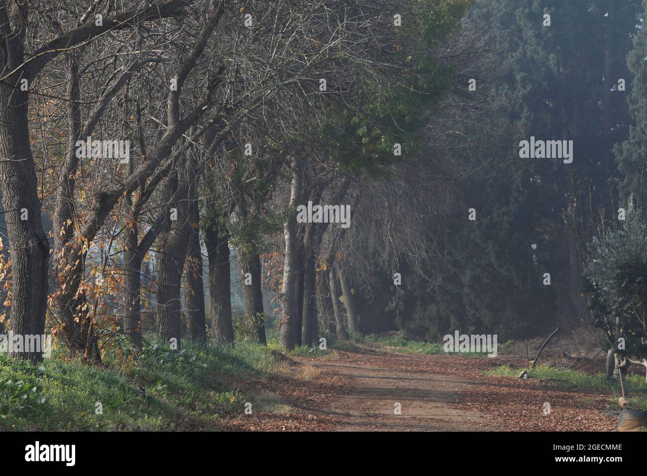 Neblig und neblig -Fotos und -Bildmaterial in hoher Auflösung – Alamy