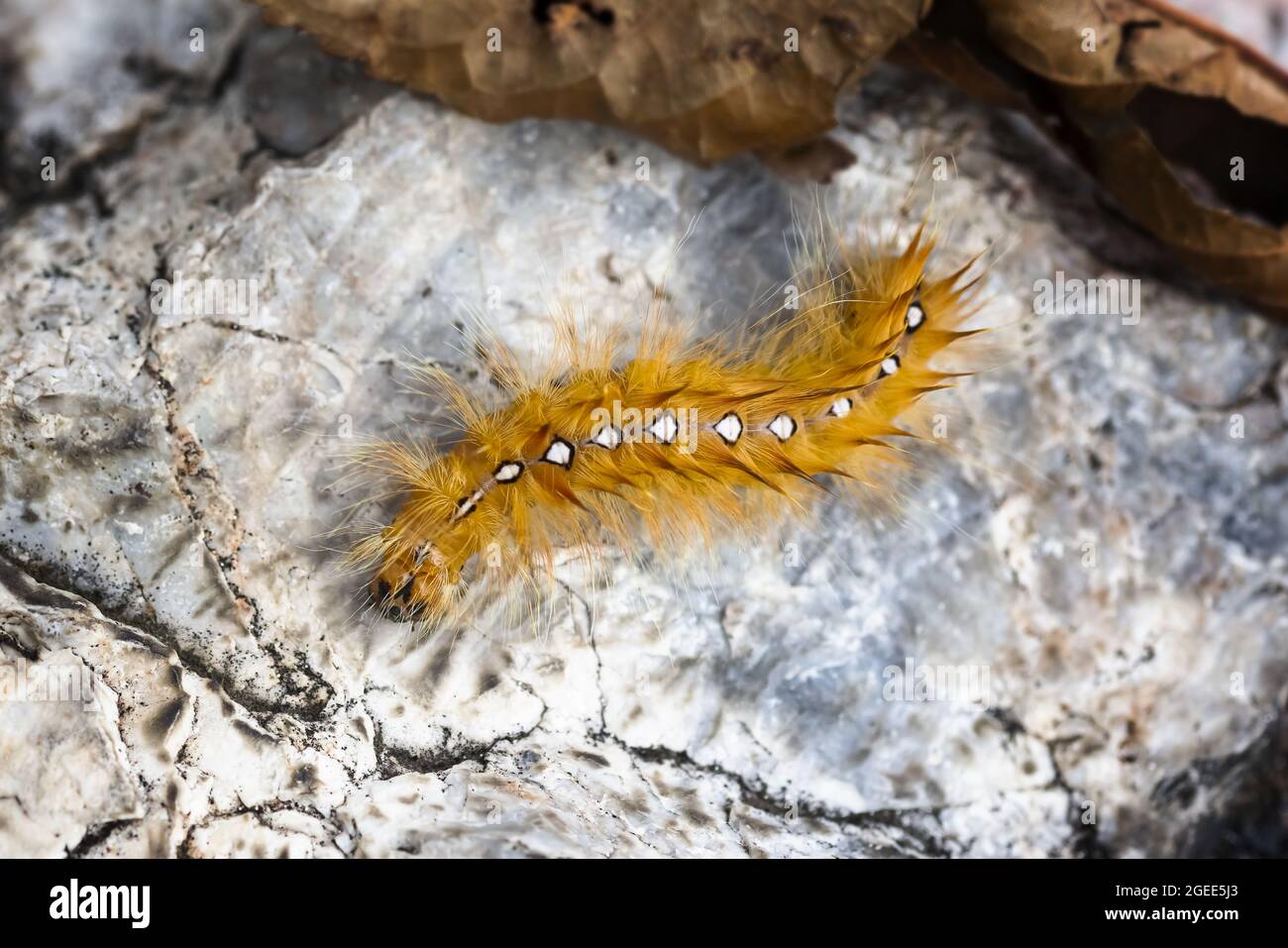 Raupe auf stein -Fotos und -Bildmaterial in hoher Auflösung – Alamy