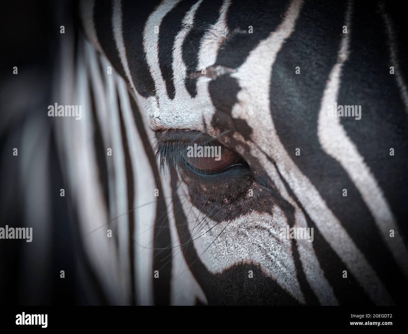 Zebra auge -Fotos und -Bildmaterial in hoher Auflösung – Alamy