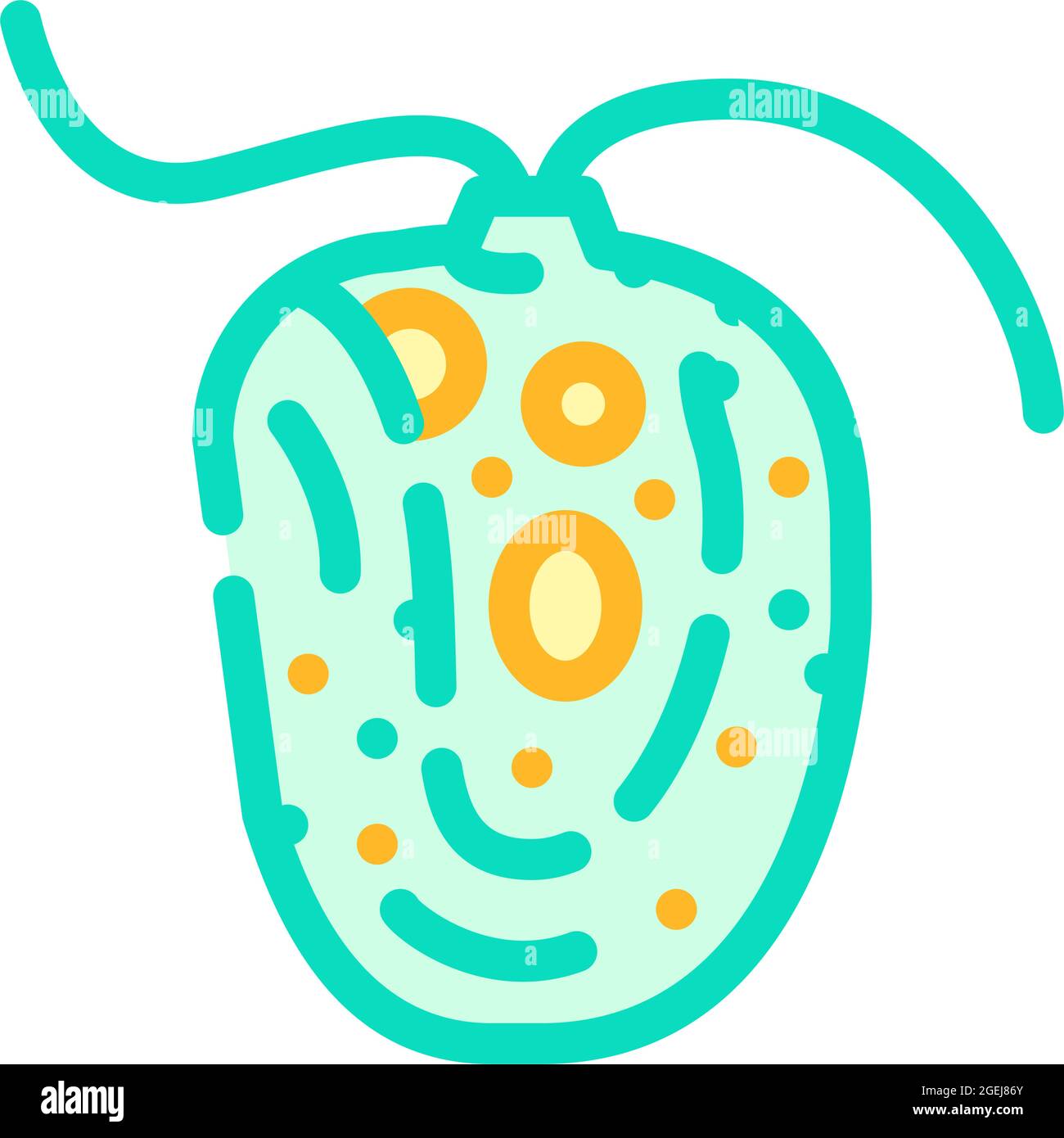 Chlamydomonas reinhardtii -Fotos und -Bildmaterial in hoher Auflösung ...