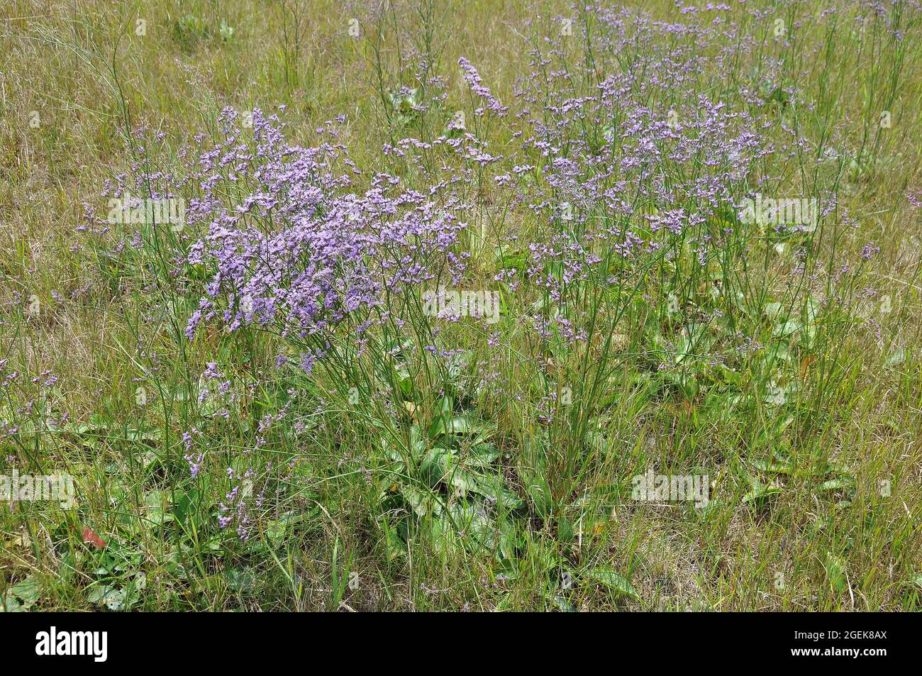statice, Caspia oder Sumpf-Rosmarin, Steppenschleier-Strandflieder ...