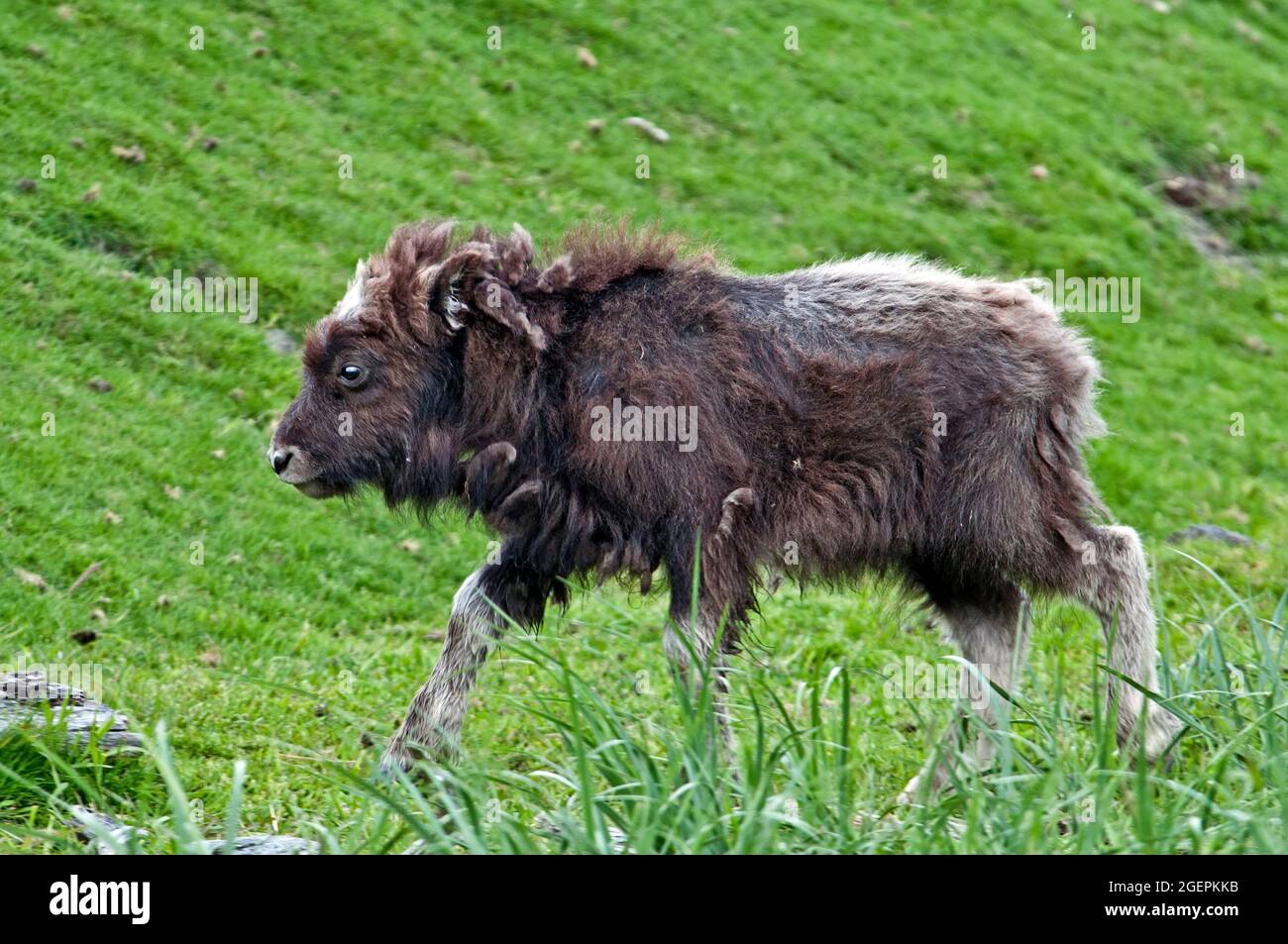 Kalb ochse -Fotos und -Bildmaterial in hoher Auflösung – Alamy