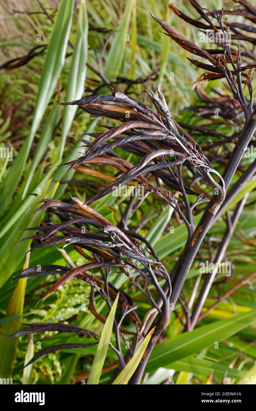 Flachspflanze wächst, Harakeke, Phormium-Tenax, brauner Stiel und ...