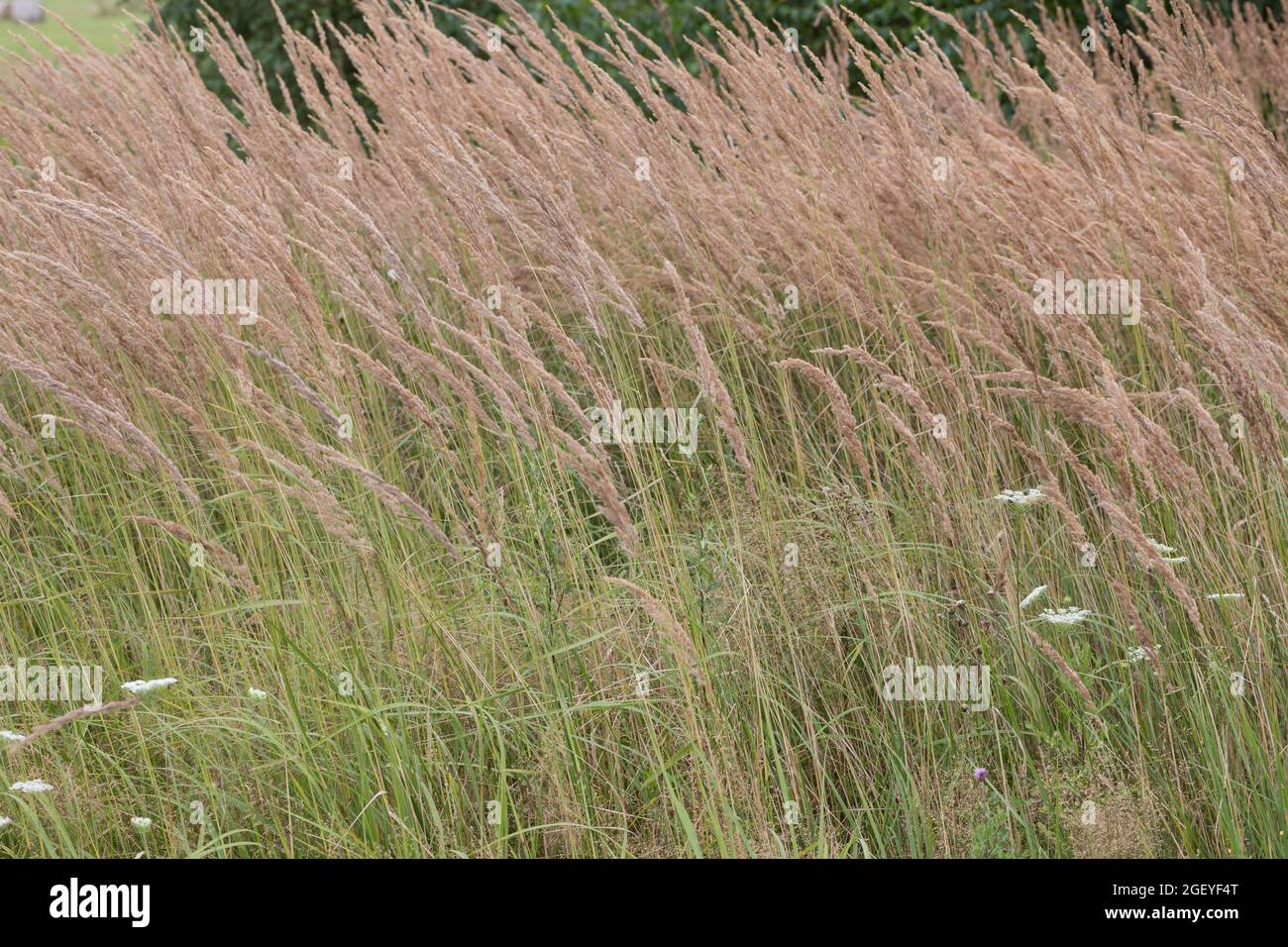 Land-Reitgras, Landreitgras, Wald-Schilf, Sand-Reitgras, Calamagrostis ...