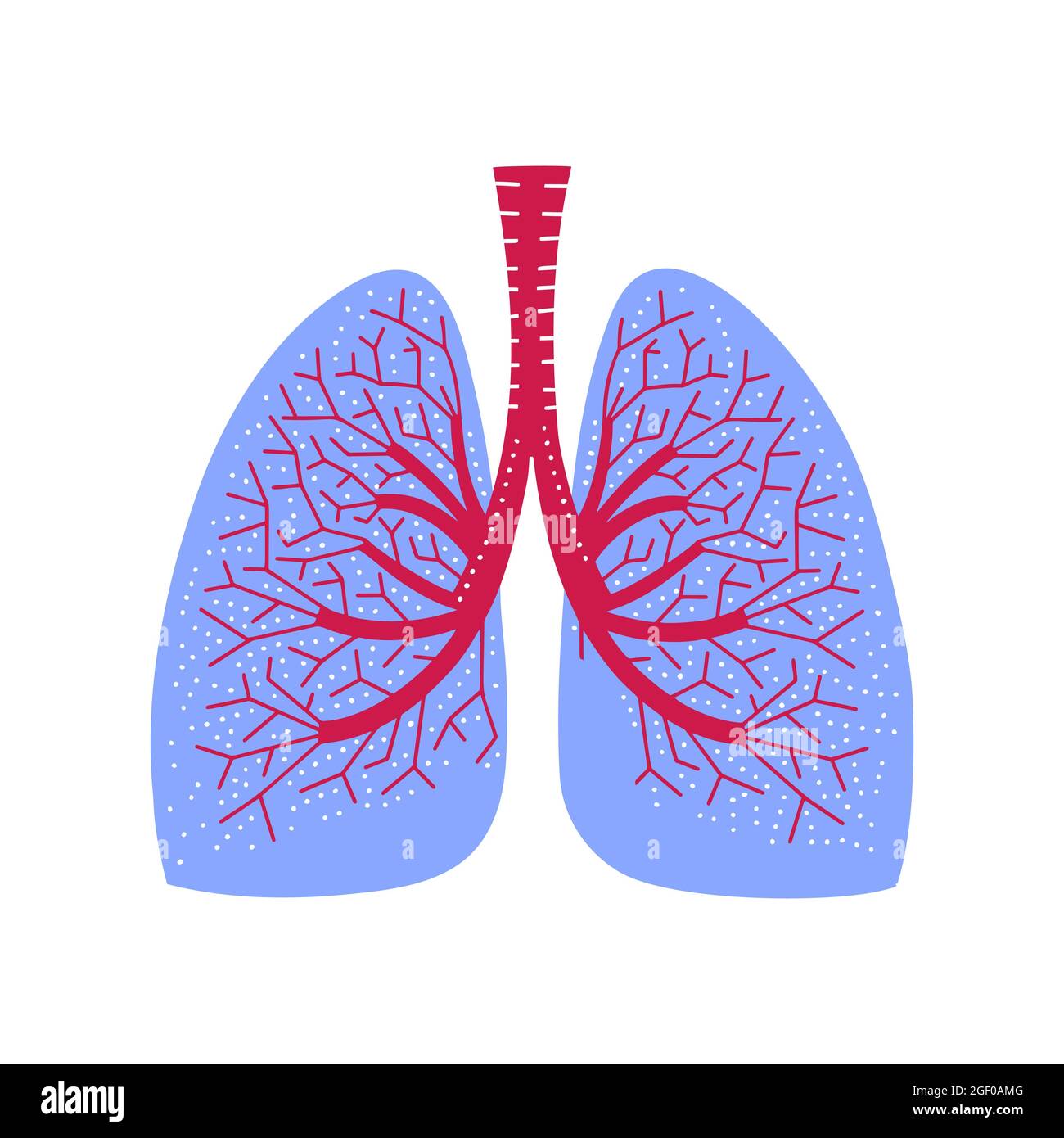Illustration der menschlichen Lunge. Vektor Medizin Illustration im ...