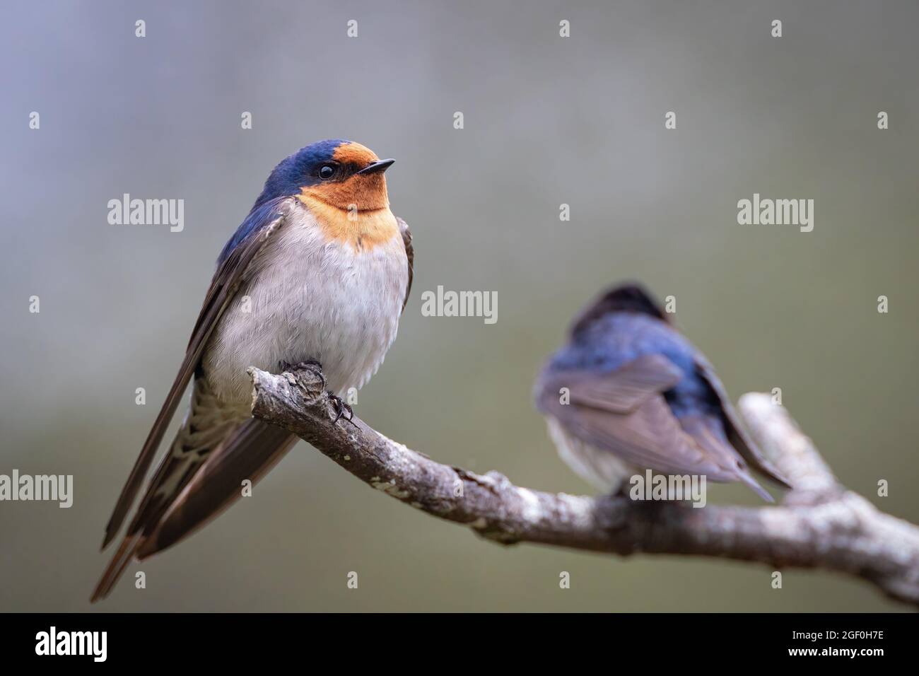 Sitzender vogel foto -Fotos und -Bildmaterial in hoher Auflösung – Alamy