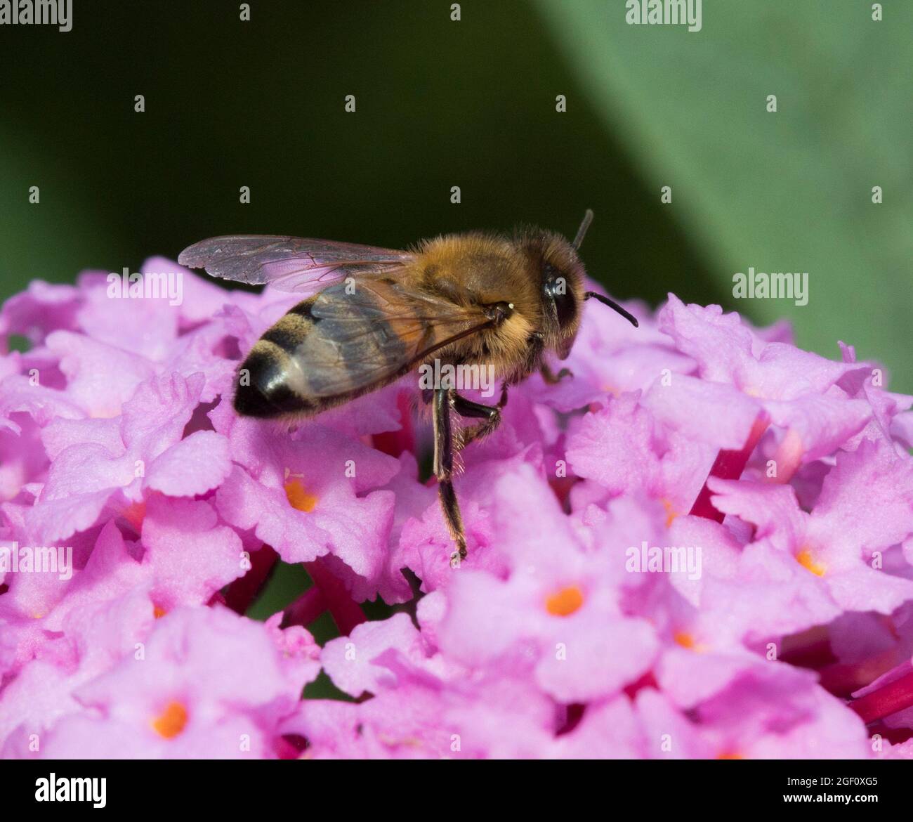 Rosa buddleja davidii -Fotos und -Bildmaterial in hoher Auflösung – Alamy