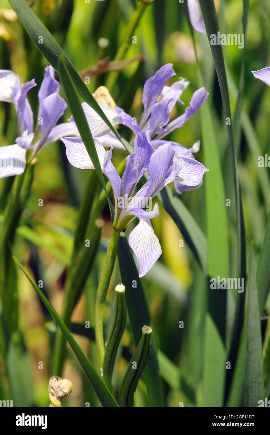 Iris lactea -Fotos und -Bildmaterial in hoher Auflösung – Alamy