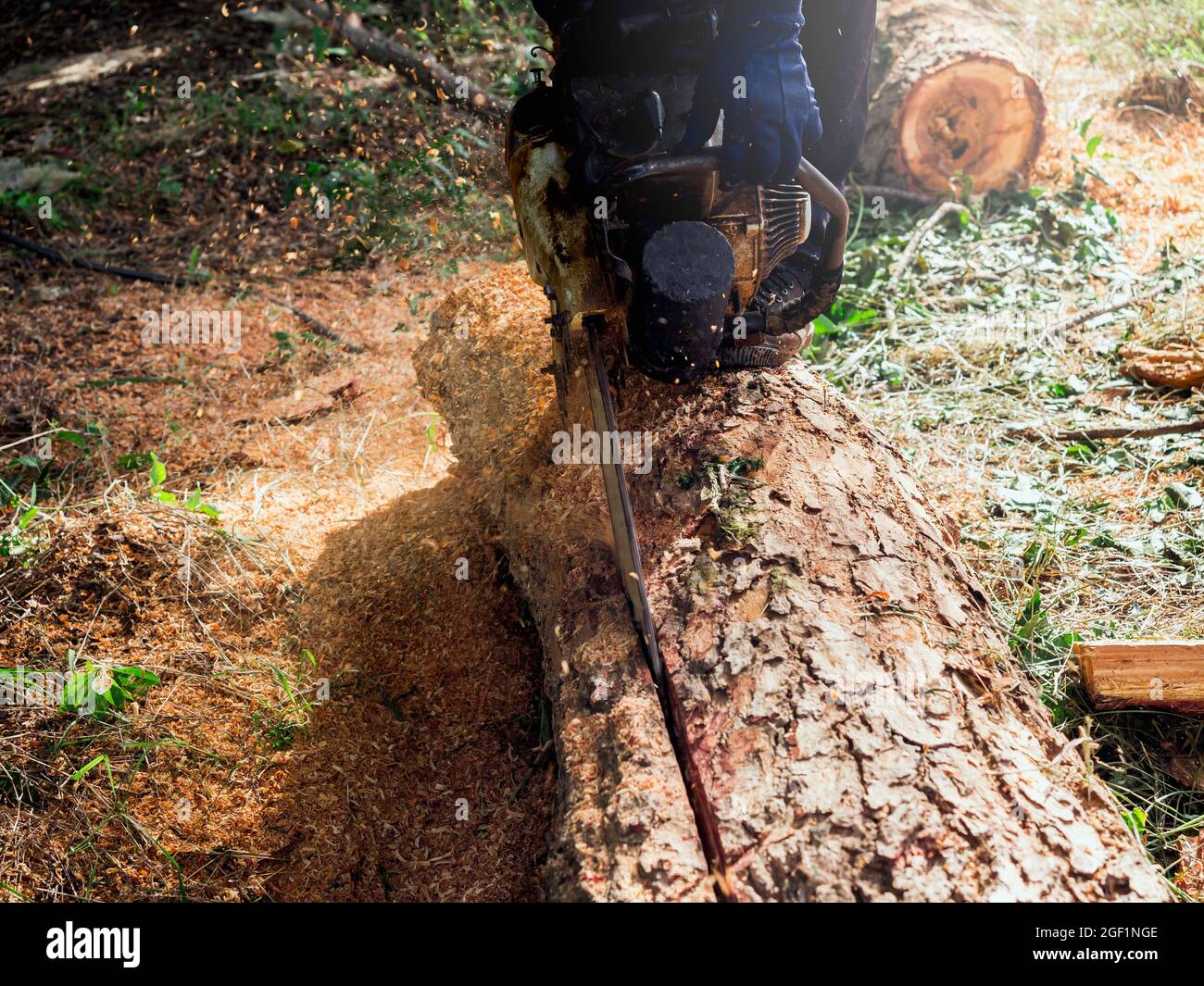 Kettensäge in Bewegung Holz schneiden. Holzfäller Arbeiter mit einer ...