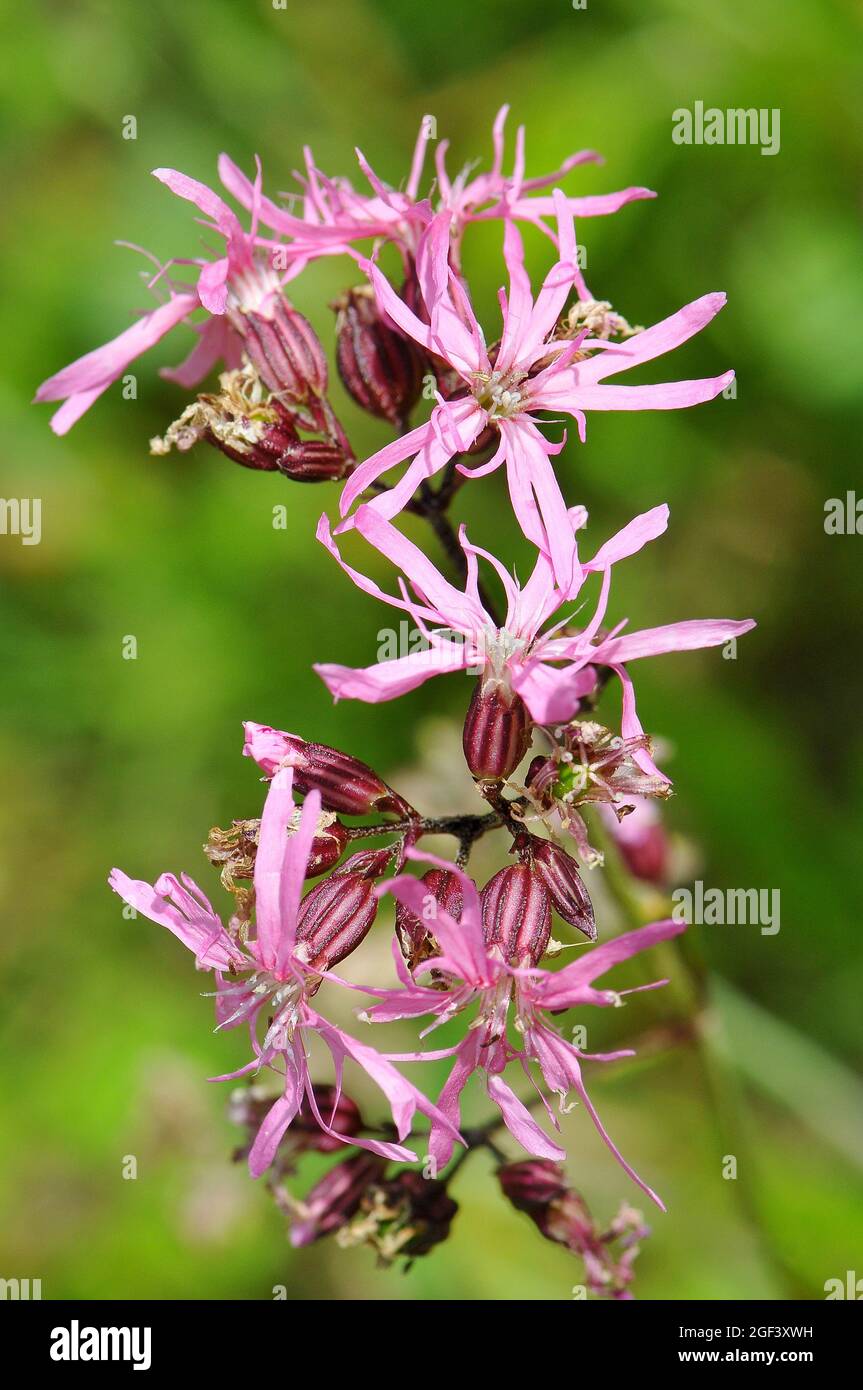 Rackig-Robin, Kuckucks-Lichtnelke, Silene flos-cuculi, réti ...