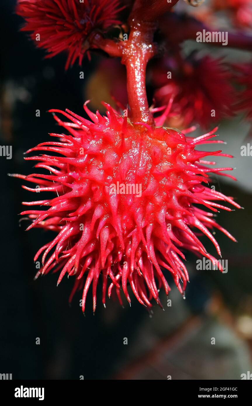 rizinusbohne, Rizinusöl, Wunderbaum, Rizinus, Ricin commun, Ricinus ...