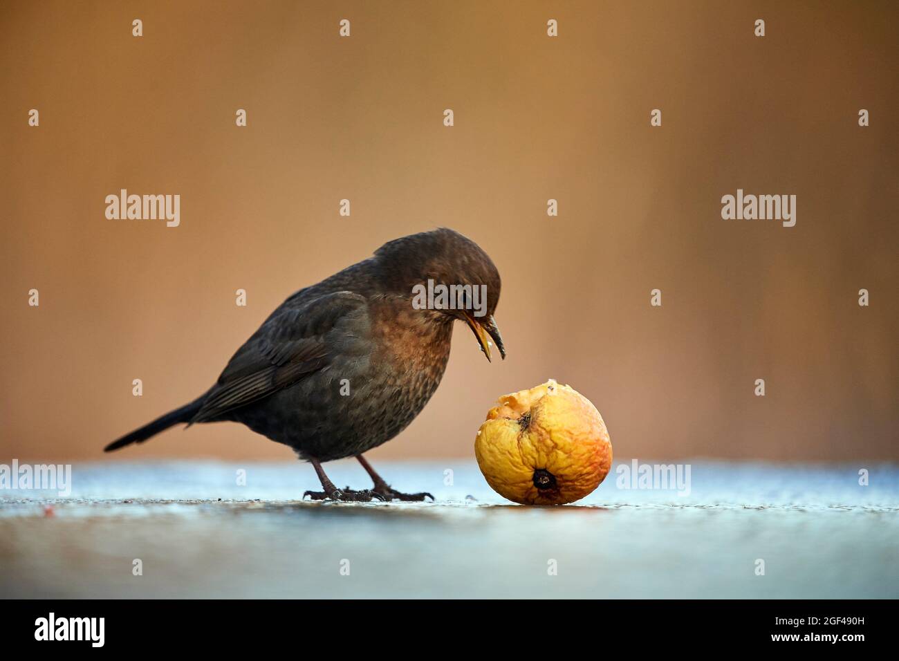 Weibliche amsel hautnah -Fotos und -Bildmaterial in hoher Auflösung – Alamy