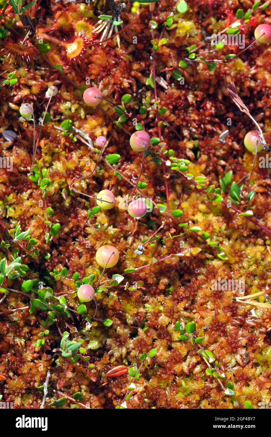 Gewöhnliche moosbeere -Fotos und -Bildmaterial in hoher Auflösung – Alamy
