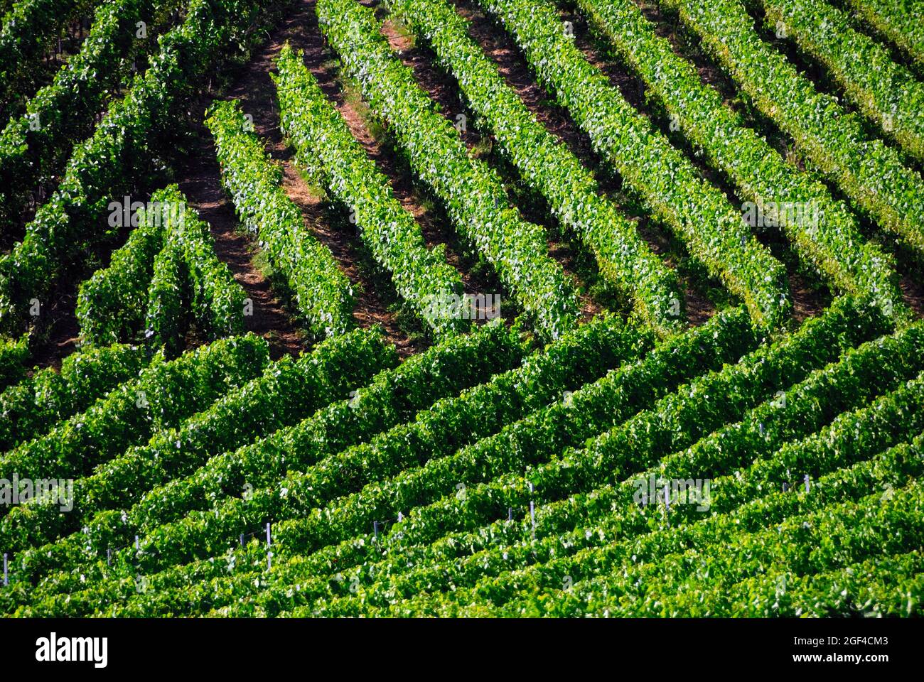 Rhone weinregion -Fotos und -Bildmaterial in hoher Auflösung – Alamy