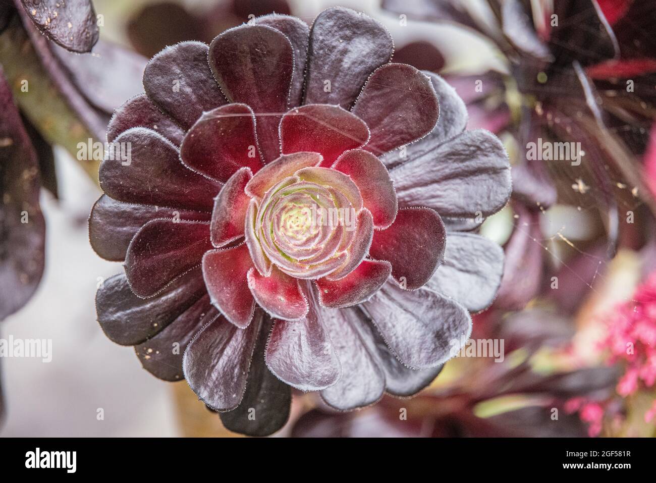 Violette Sukkulente, Aeonium Arboreum 'Zwartkop' (Schwarze Rose ...