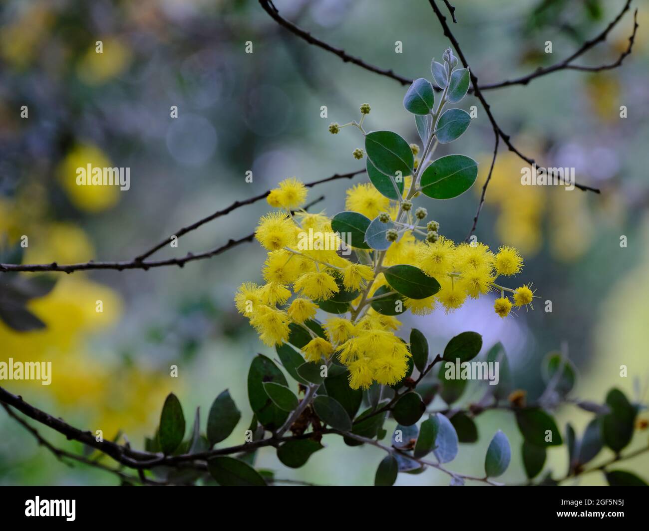 Wattle flowers -Fotos und -Bildmaterial in hoher Auflösung – Alamy