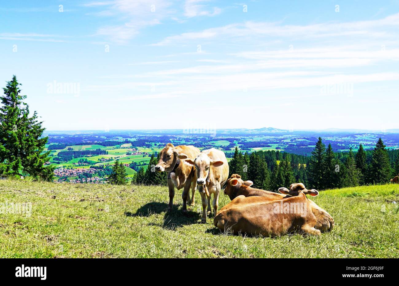 Allgau cow -Fotos und -Bildmaterial in hoher Auflösung – Alamy