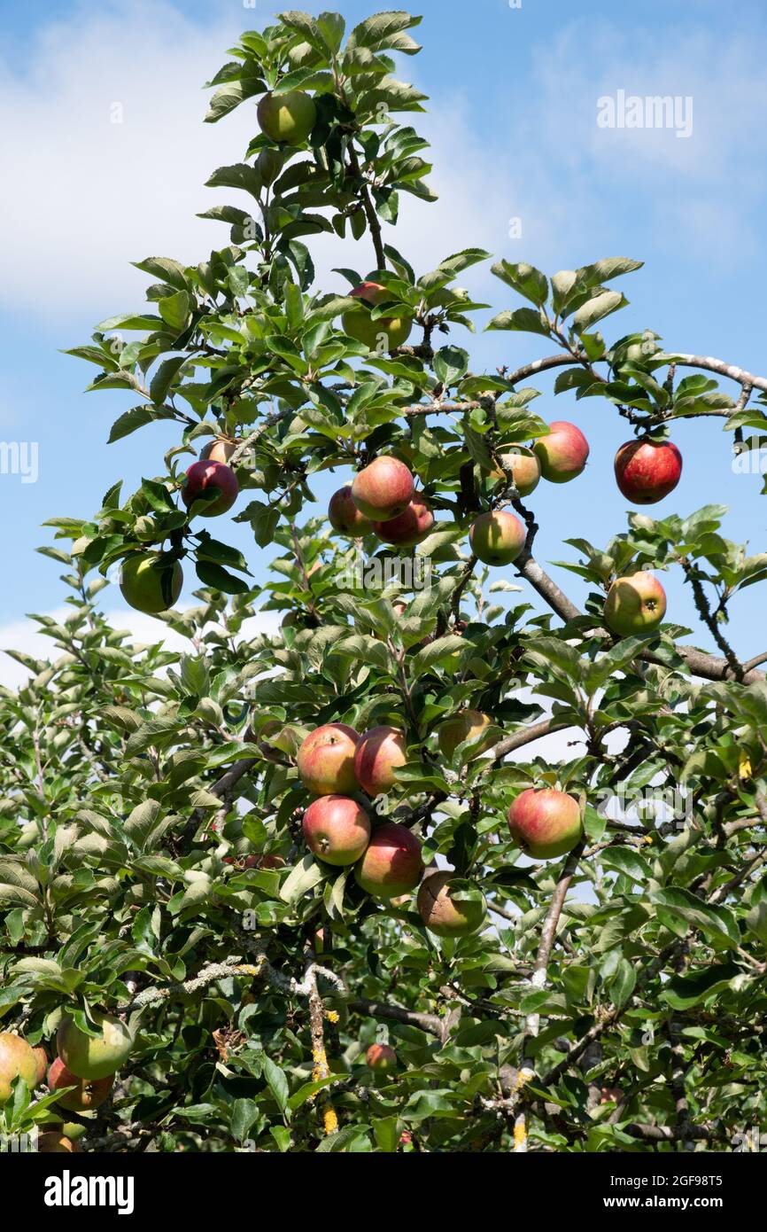Malus worcester pearmain -Fotos und -Bildmaterial in hoher Auflösung ...