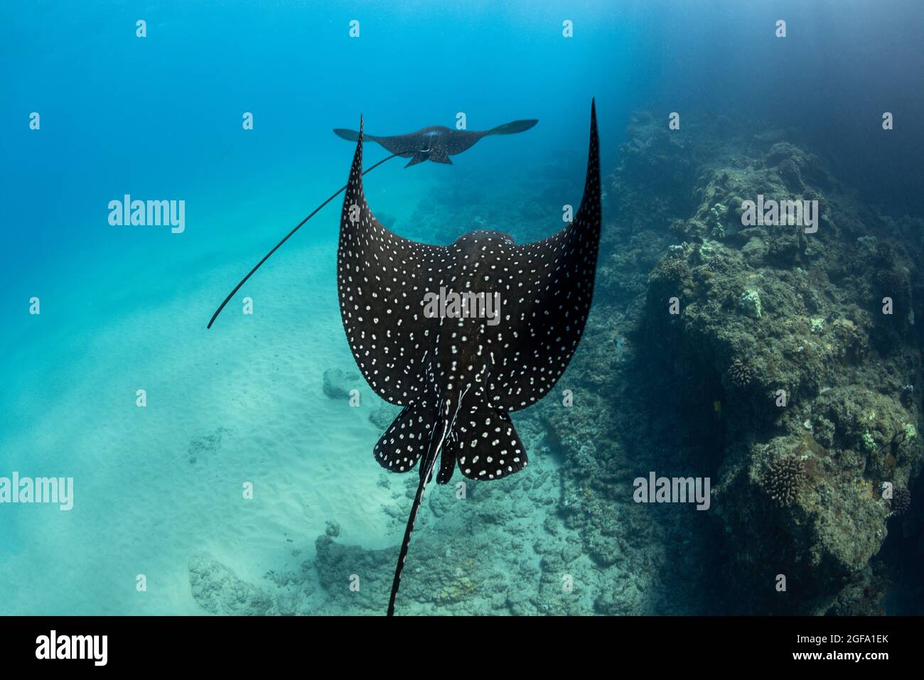 Weiß gefleckte adlerrochen -Fotos und -Bildmaterial in hoher Auflösung ...