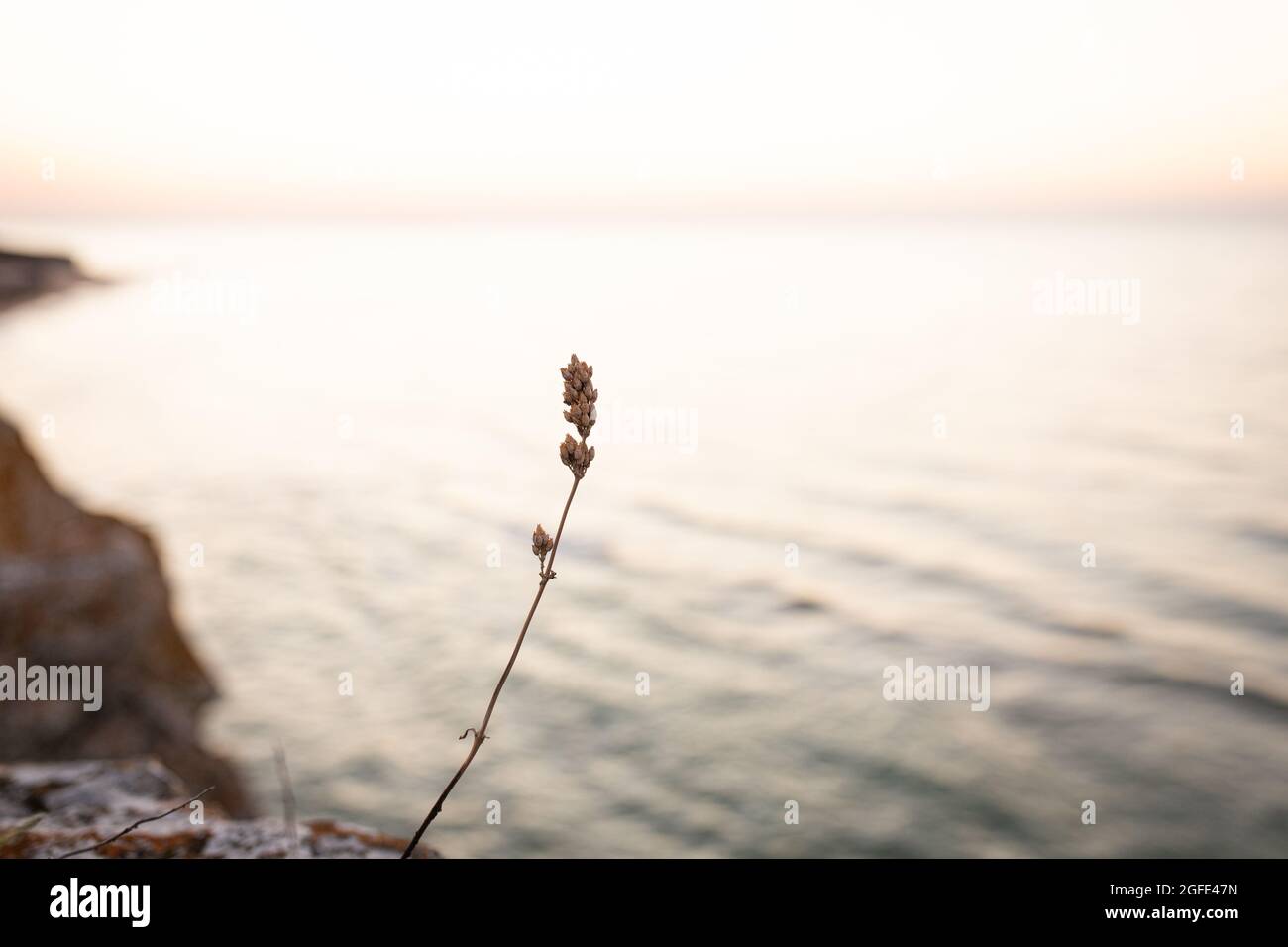 Blume des meeres -Fotos und -Bildmaterial in hoher Auflösung – Alamy