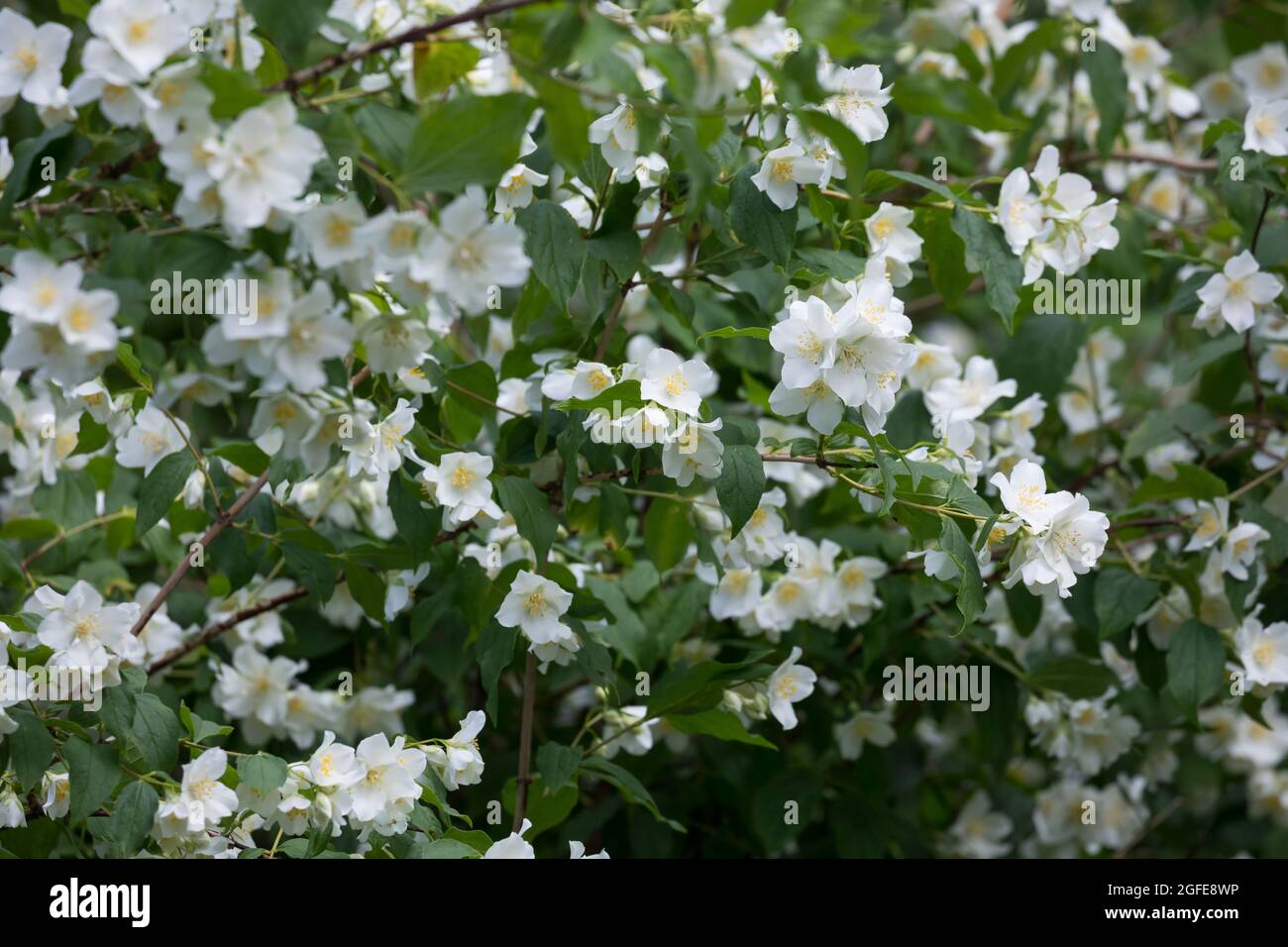 Falscher Jasmin, gewöhnlicher Pfeifenstrauch, Pfeifenstrauch, Philadelphus coronarius, Sweet ...