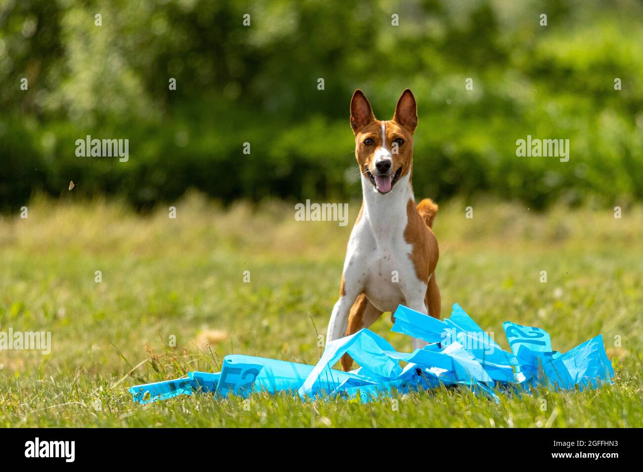 Hund locken -Fotos und -Bildmaterial in hoher Auflösung – Alamy