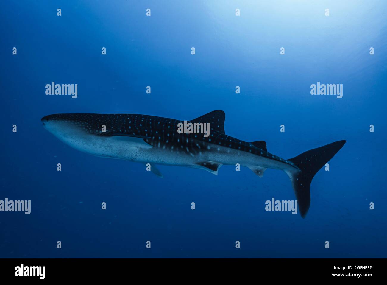 Walhai malediven -Fotos und -Bildmaterial in hoher Auflösung – Alamy