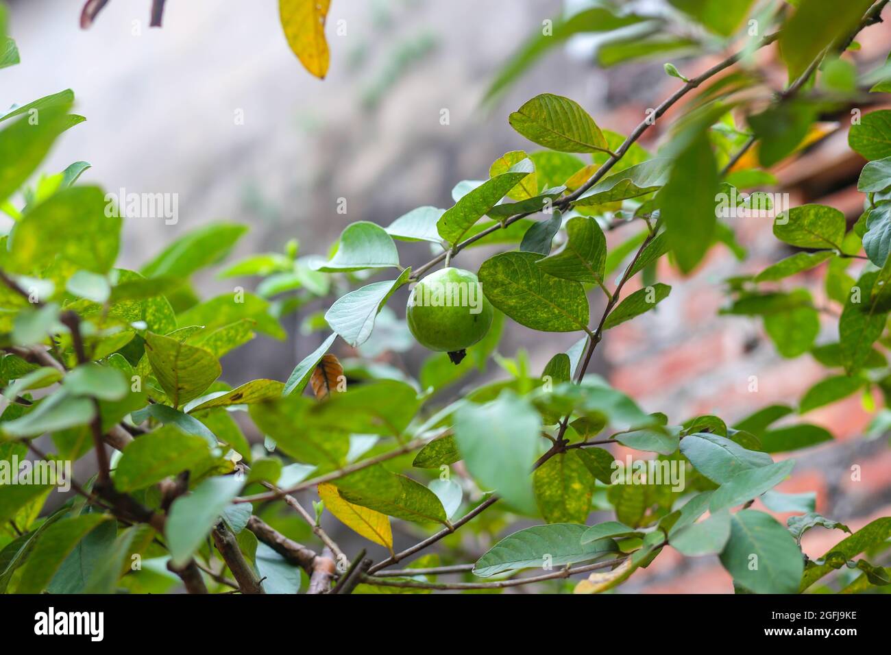Reife guave frucht -Fotos und -Bildmaterial in hoher Auflösung – Alamy