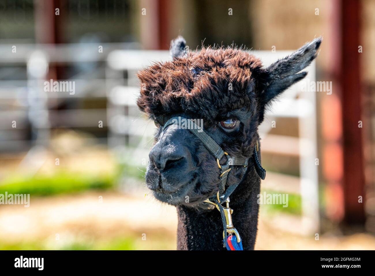 Geronimo der Alpaka erwartet sein Schicksal auf der Shepherds Close Farm in Wooton Under Edge ...