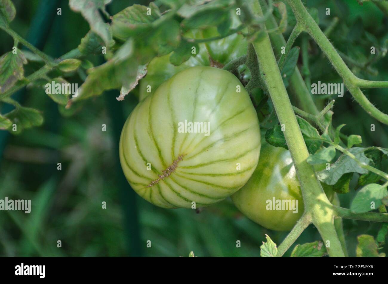 Purple tomato -Fotos und -Bildmaterial in hoher Auflösung – Alamy